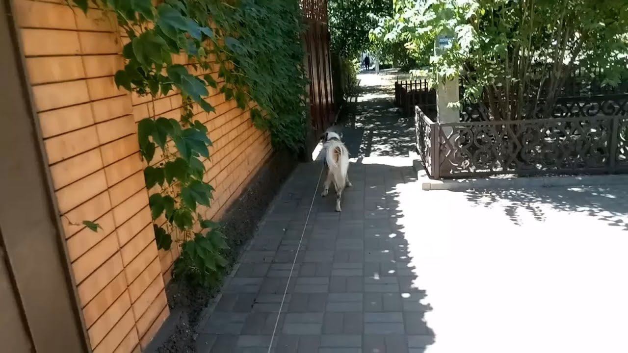 Жара. Все попрятались. Гулем с Шулей...