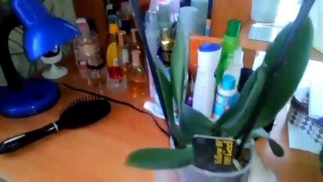 Обзор новой покупки. Орхидея - на что обратить внимание при покупке.