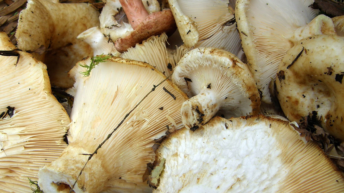 Поход за груздями