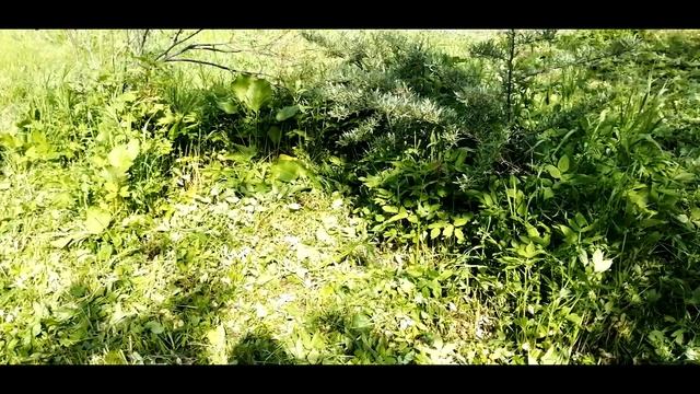 4 июня - Трава