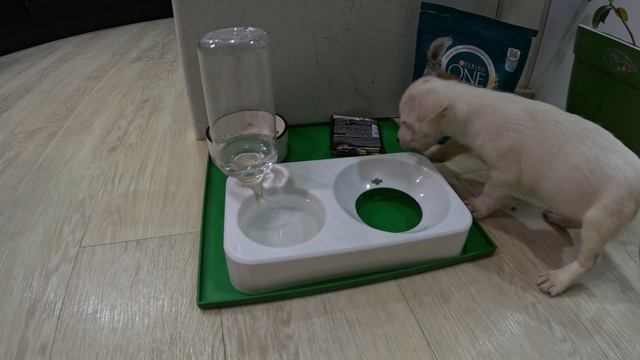 Завел собаку Джек рассел терьер