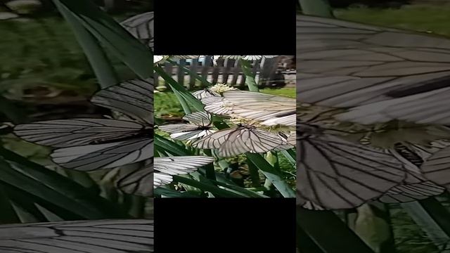 ОБЛЕПИЛИ ЛУК БАТУН