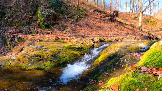 ШУМ ЛЕСА _ РАССЛАБЛЯЮЩИЕ ЗВУКИ _ ЗВУКИ ПРИРОДЫ _ МУЗЫКА ДЛЯ РЕЛАКСАЦИИ_.mp4