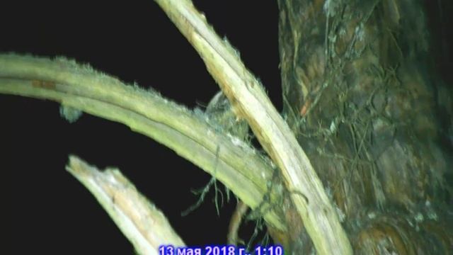 Мохноногий сыч 3 Сложная семейная жизнь