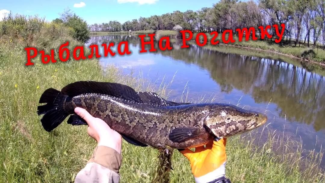 Рыбалка на рогатку - разведка новой локации #охотасрогаткой #2024 #top #headshot #змееголов#youtube