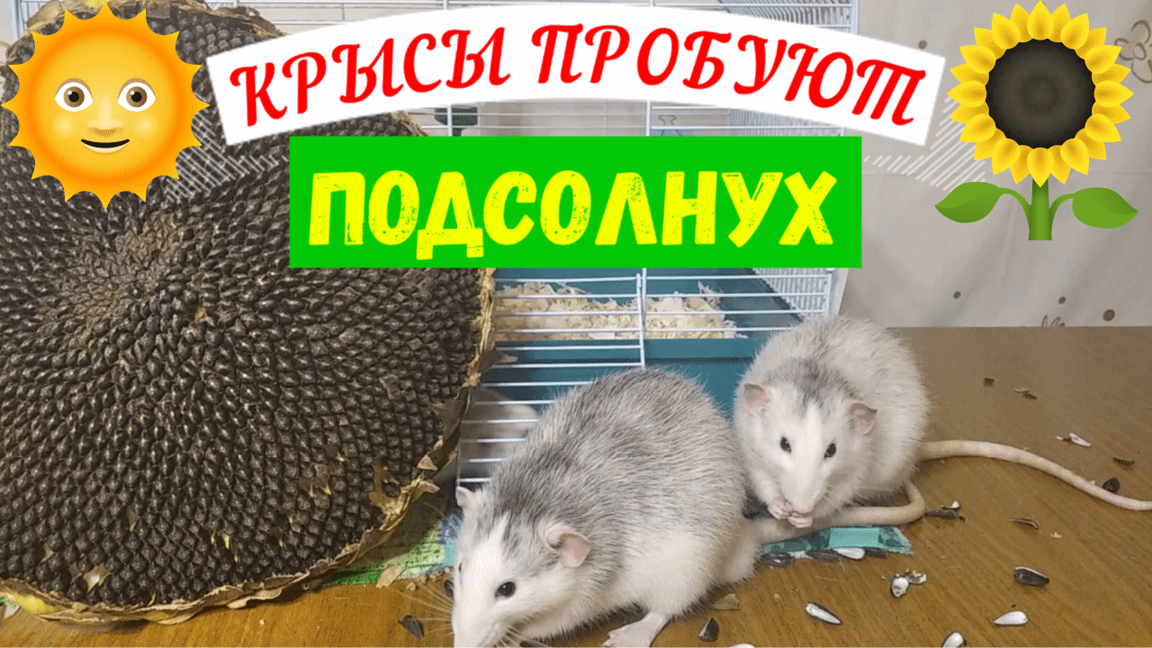 КРЫСЫ ПРОБУЮТ ПОДСОЛНУХ (ПОДСОЛНЕЧНИК, СОЛНЕЧНЫЙ ЦВЕТОК)