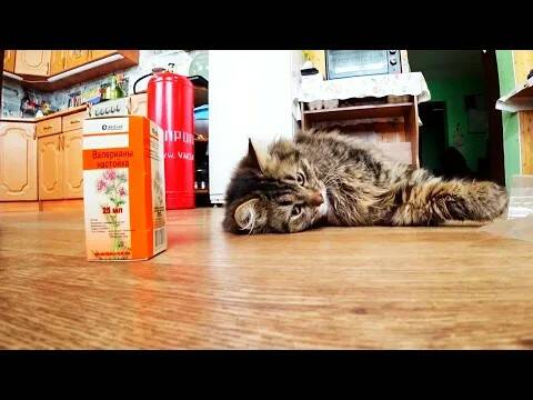 Как валерьянка действует на кошек).mp4