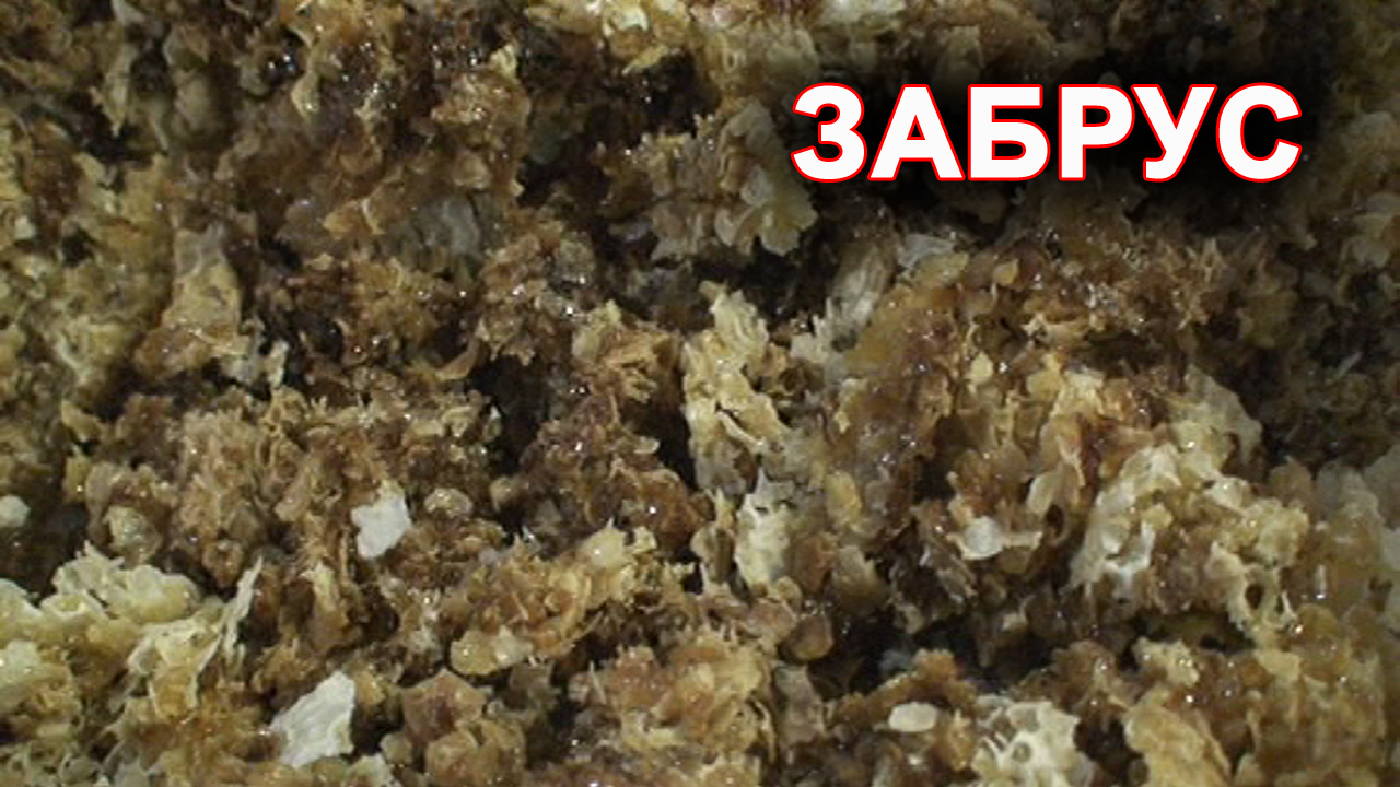 Забрус вкуснее и полезнее сотового мёда.