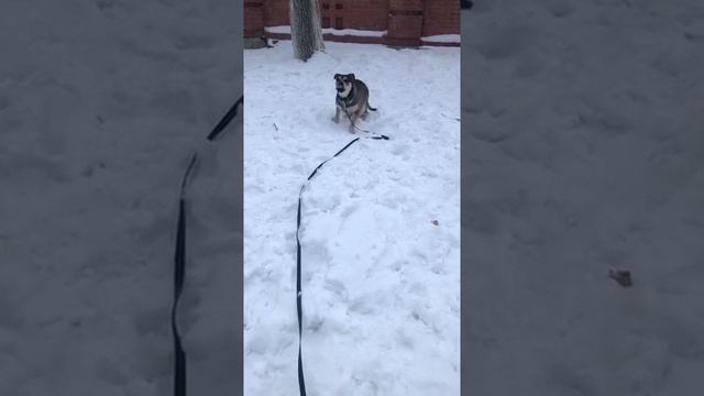 Собакум. Кинология на практике. Команда «Ко мне»