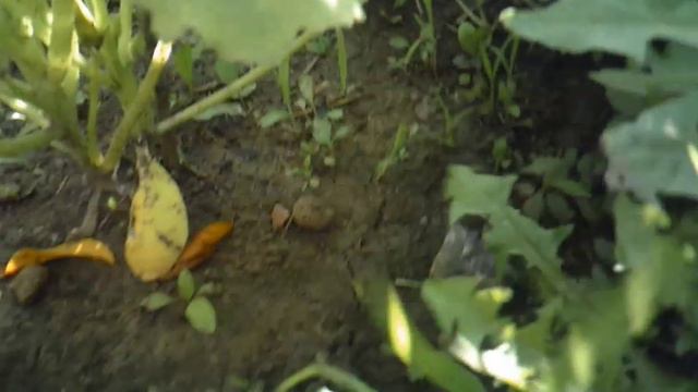 Продолжают расти кабачки - 2-й