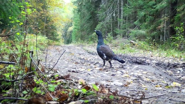Обыкновенный глухарь_ФГБУ Нижне-Свирский