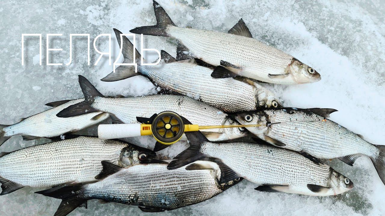 ПЕЛЯДЬ Поймай ЕЁ если СМОЖЕШЬ !? #пелядь #ловляпеляди #сиг #зимняярыбалка
