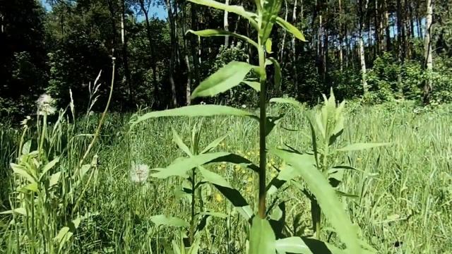 17_Сара-Тисдейл-БУДЕТ-Будет-ласковый-дождь-будет-запа.mp4