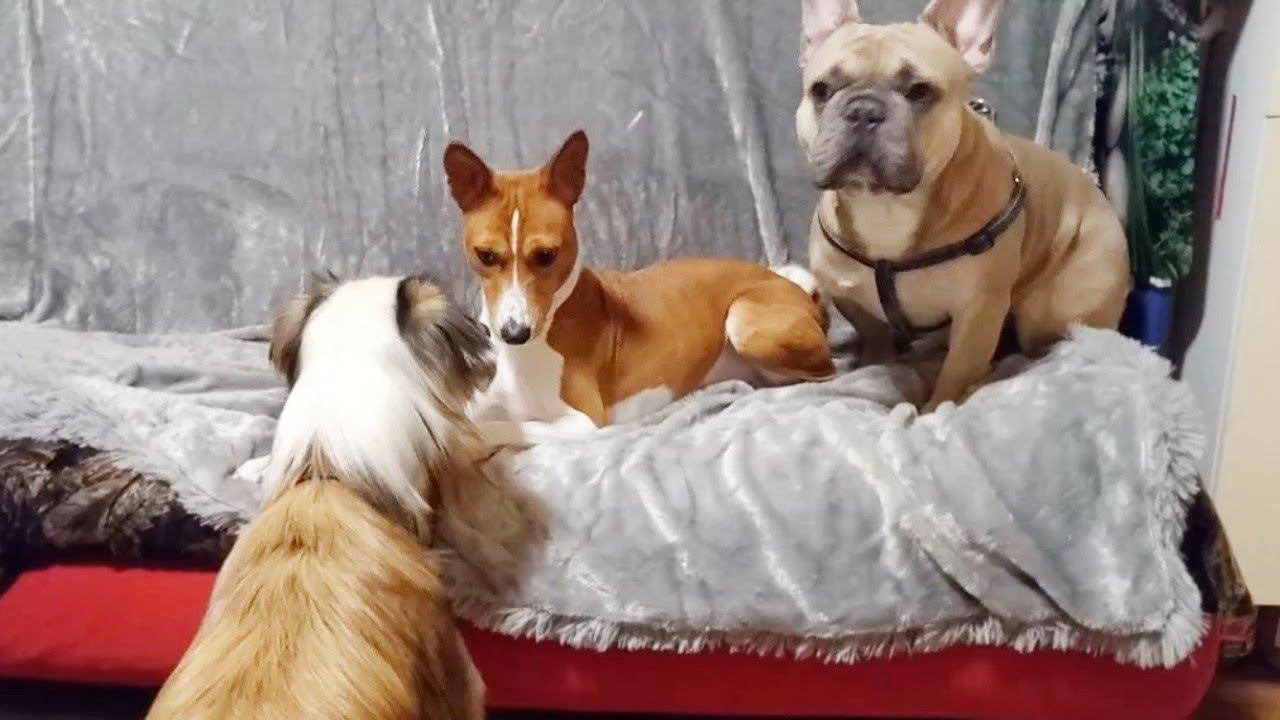 Жорик рад, Шуля счастлива, Джоли в шоке, соседи в обмороке ) Приехал Лео!