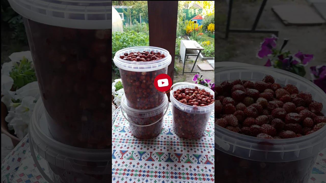 Собранная земляника 23 06 2024#земляника #природа #лесная ягода