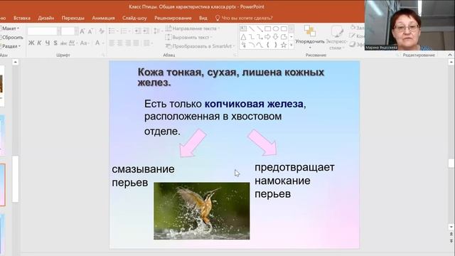 Видеофрагмент урока «Класс птицы. Общая характеристика», 7 класс