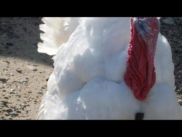 Индюки в три месяца//Как отличить самца от самки