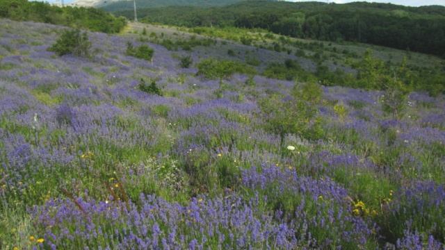 горная лаванда