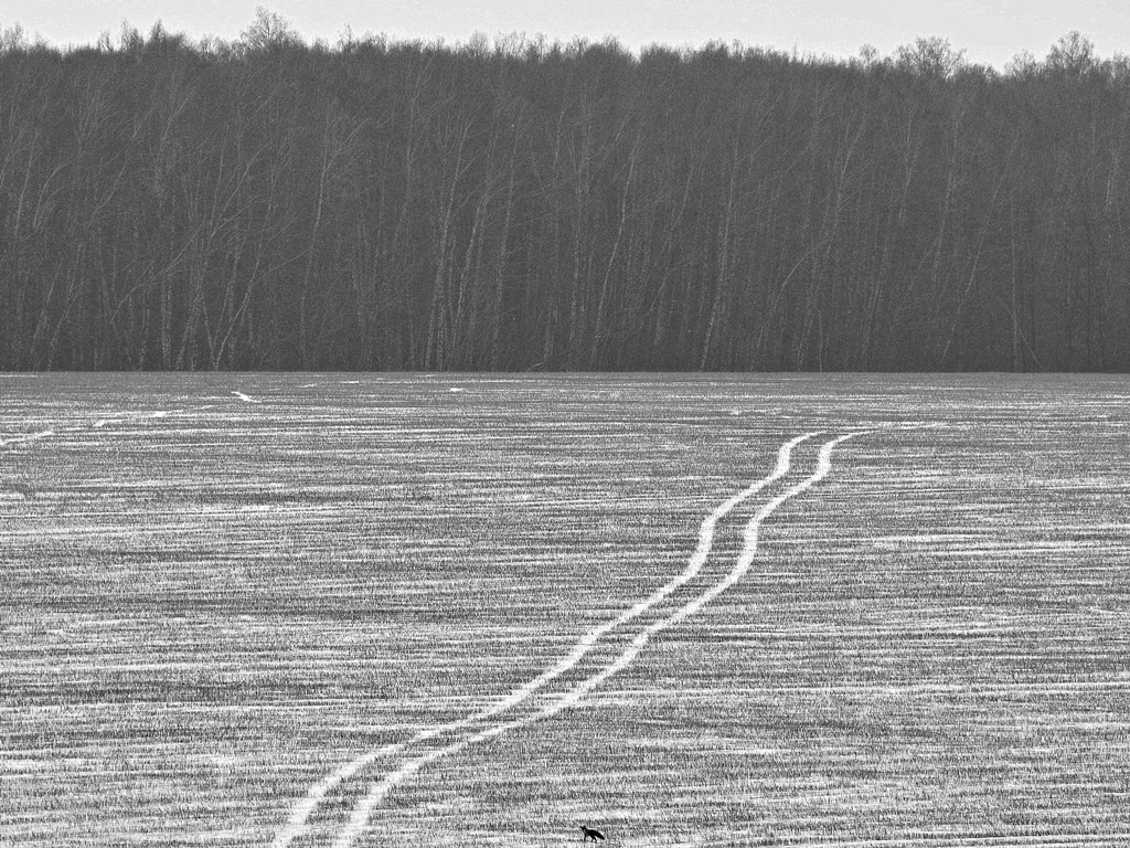"ЧЁРНАЯ ВЕСНА"... (Фото-Графика Евгения Степанова (Тула) - Поёт Гарик Сукачёв)
