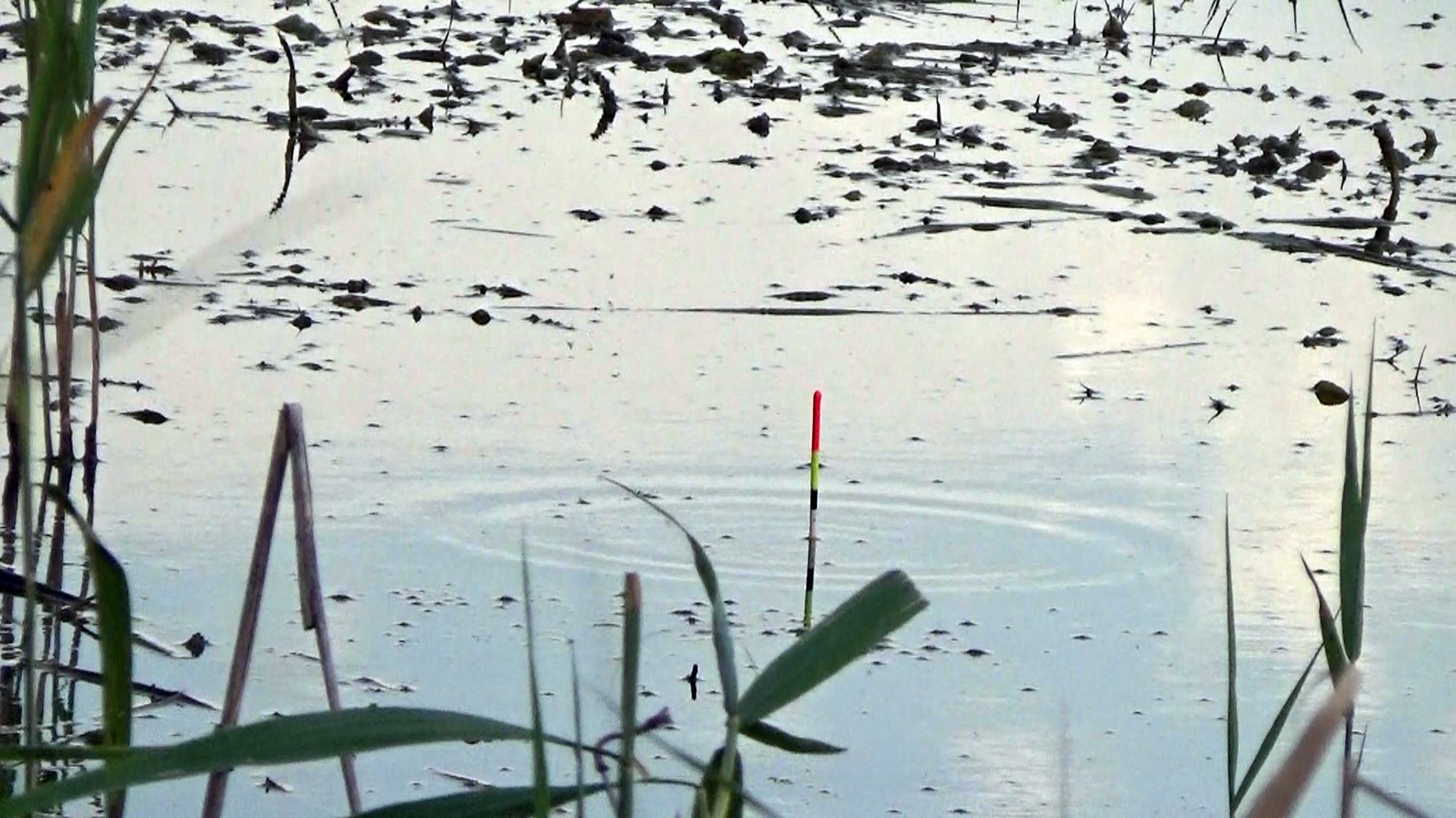 Рыбалка 5 июля в окнах травы на крупного линя