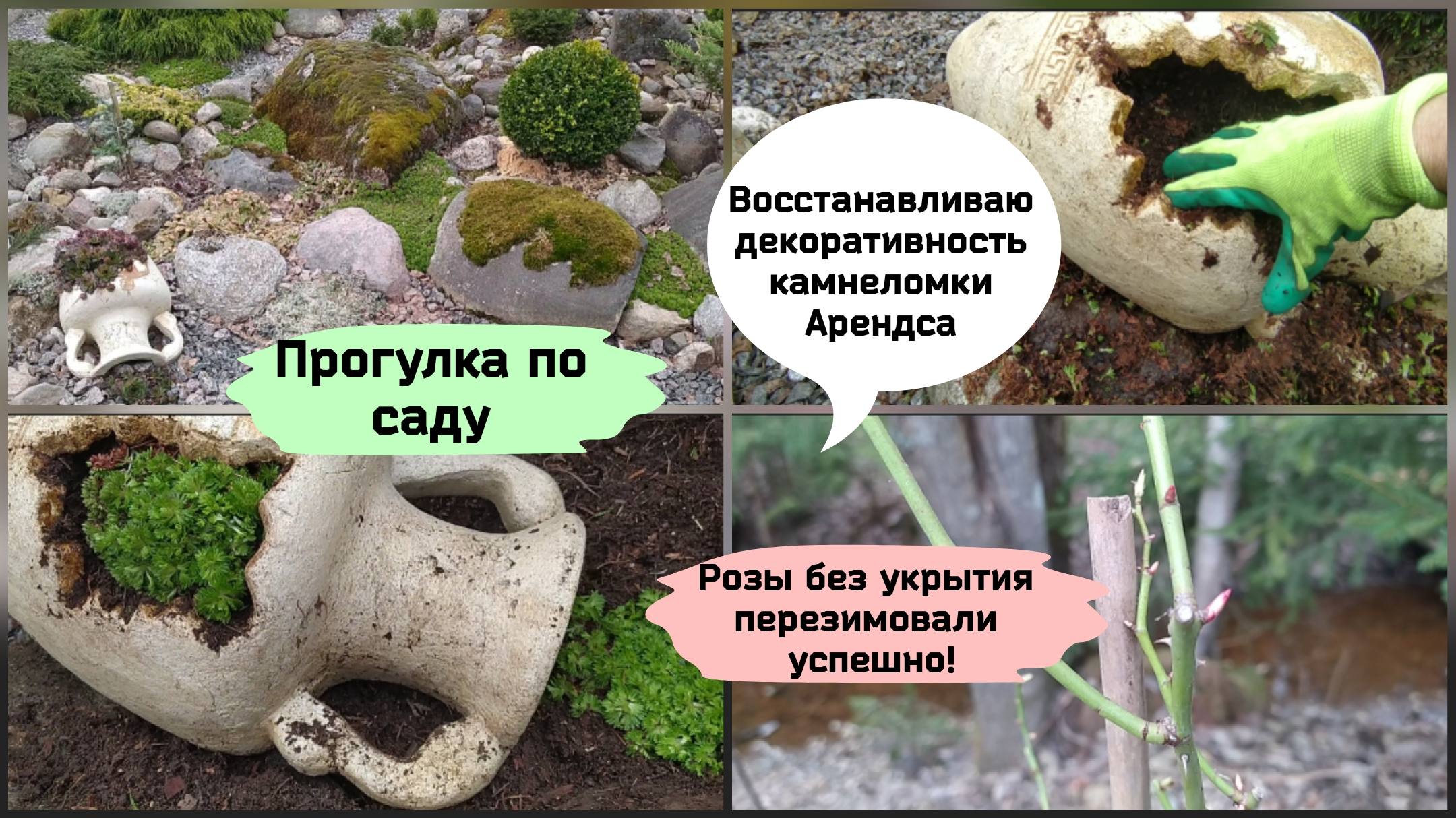 Прогулка по саду.Восстанавливаю декоративность камнеломки Арендса.