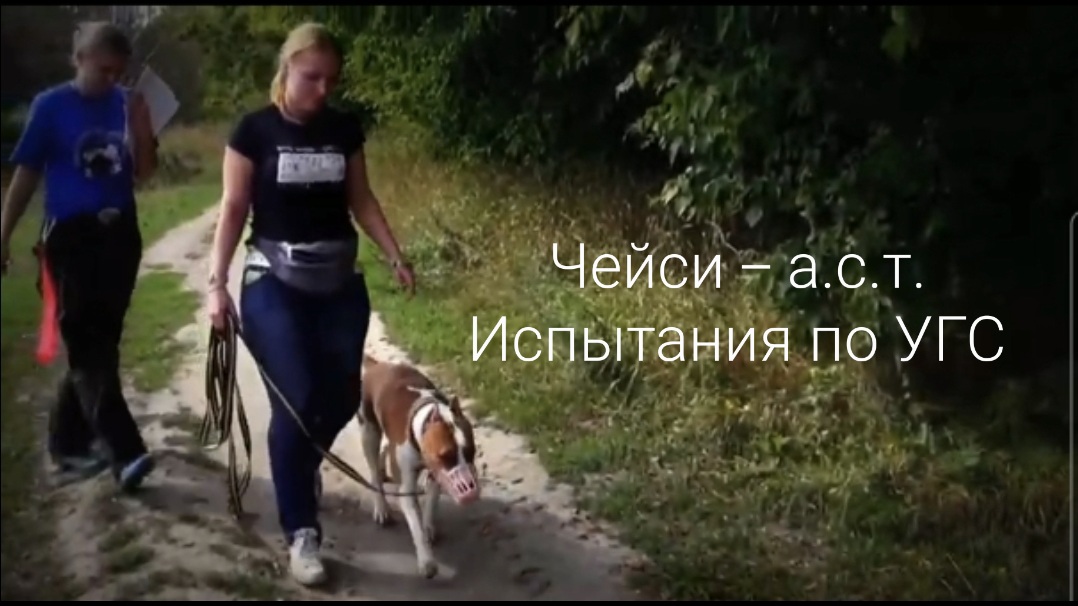 Чейси - ам.стаф.терьер
Испытания по курсу Управляемая Городская Собака (УГС)
