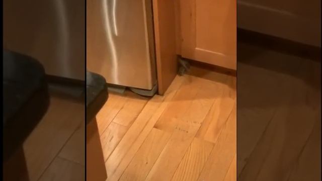 Когда слышишь шум на кухне в час ночи ?