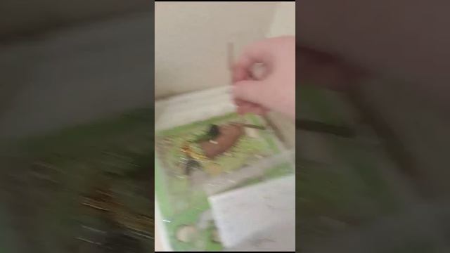 Уход за муравьями. Моя ферма.