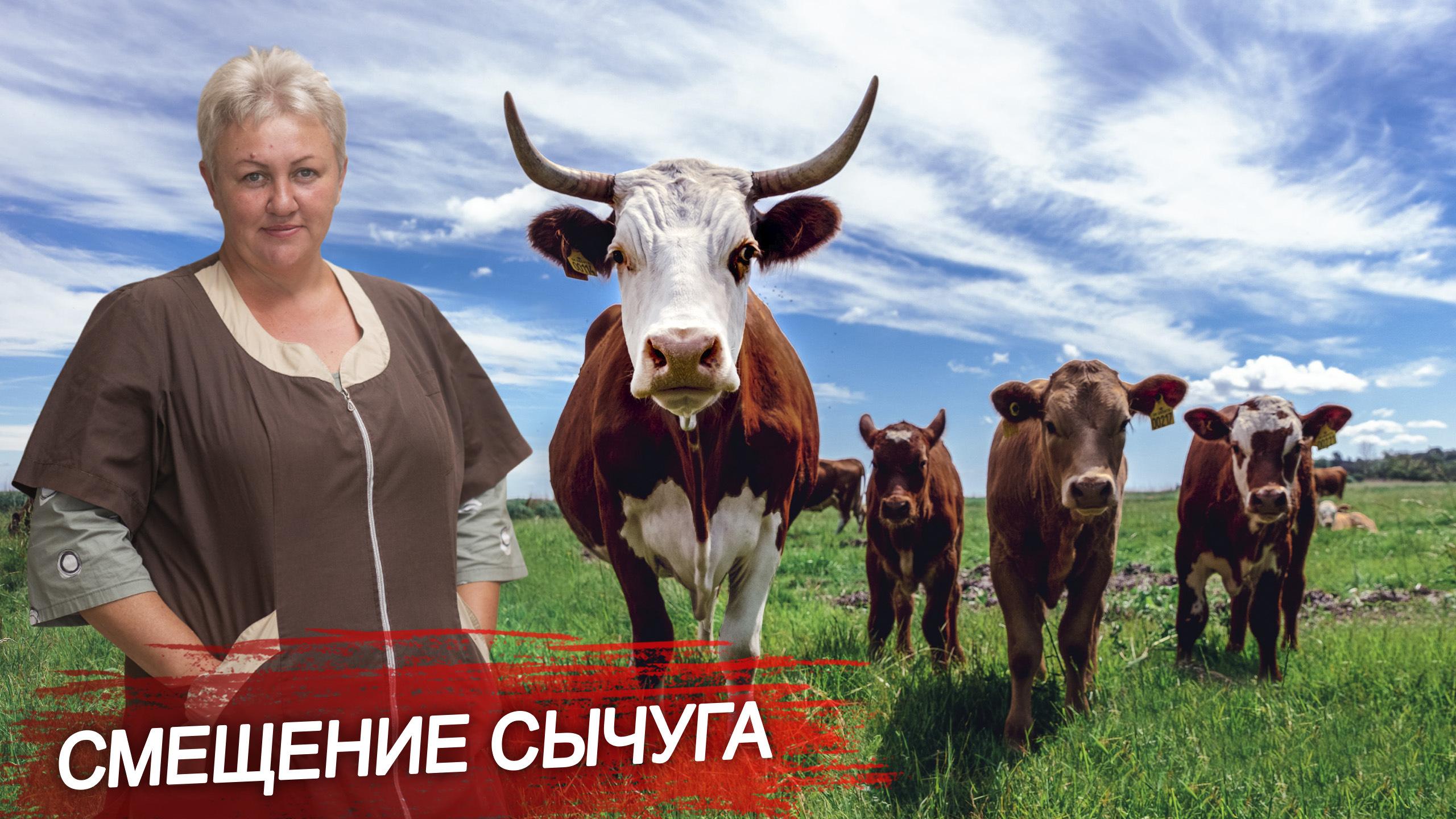 Смещение сычуга у коровы. Симптомы и лечение. Корова после операции. Крупный рогатый скот.