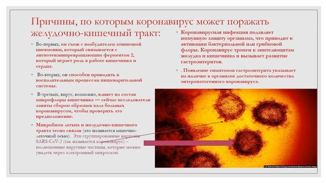 Защити от вирусов   коронавируса ослабленную пищеварительную систему.