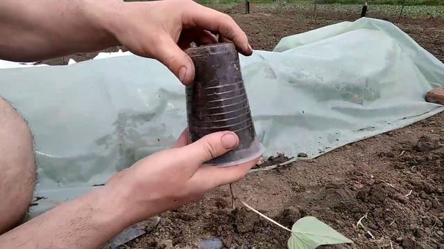 Посадка батата. Что нужно знать_ Planting sweet potatoes.