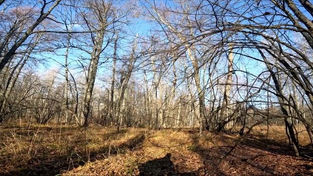 Дуб который сосна