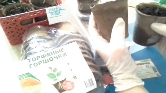 СРОЧНОЕ ВИДЕО_ Как торфяные горшочки могут погубить рассаду_ ПЛЮСЫ и МИНУСЫ