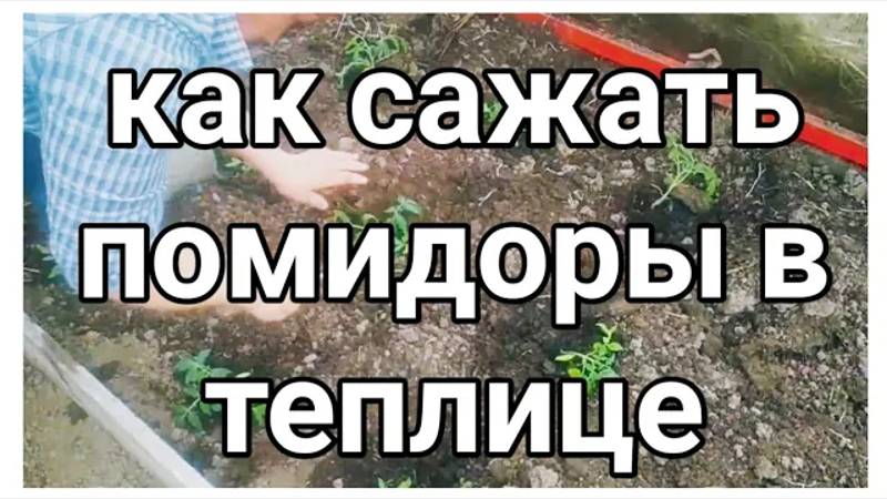 Как правильно сажать помидоры (рассказываю на своём примере)