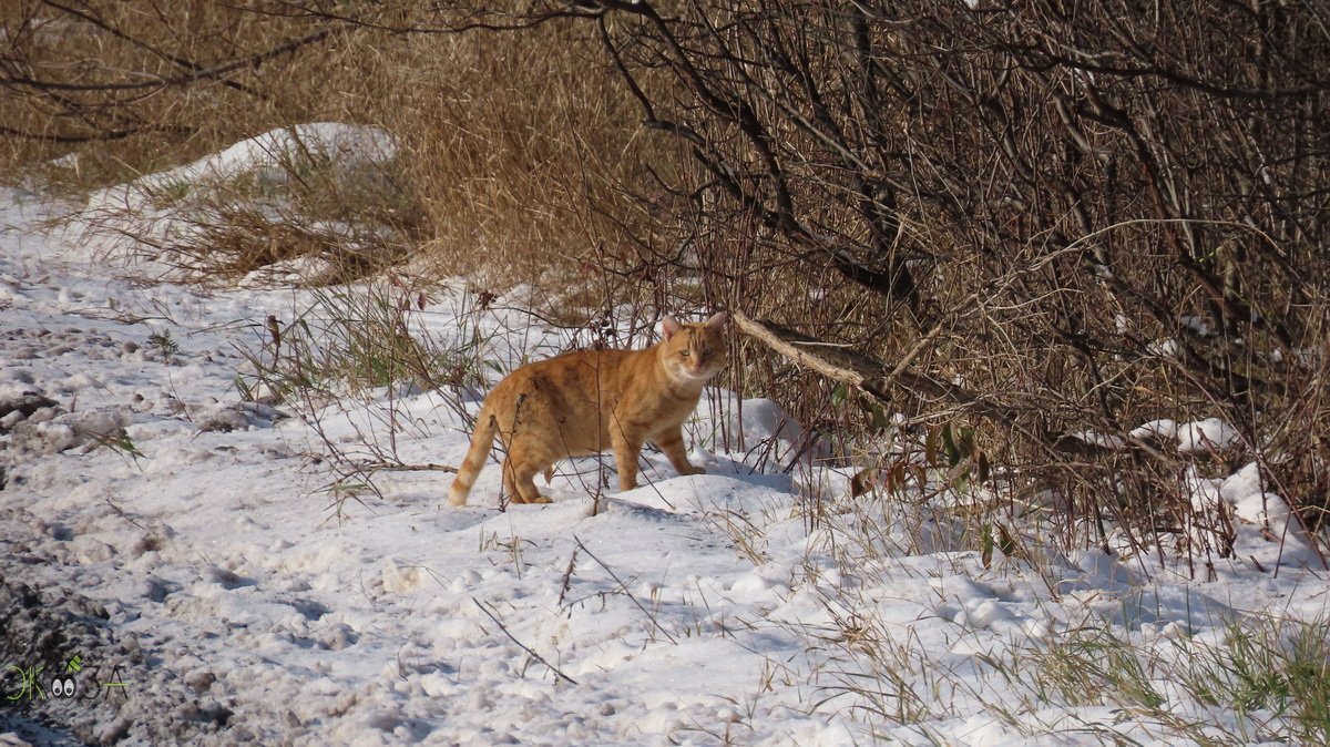 Первый снег. Встречи на дороге. Кот. Фазан, синицы, воробьи, дятел большой пёстрый, жаворонки