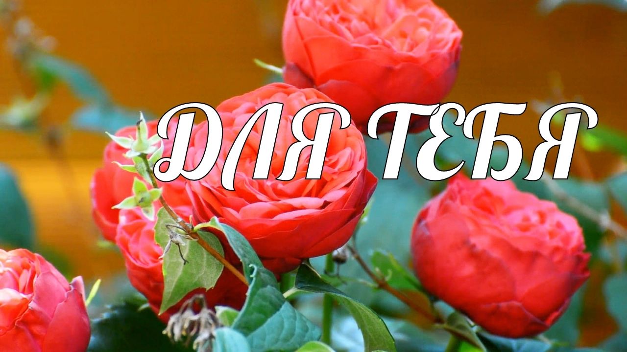 Очень красивое пожелание женщине, девушке, любимой. Все цветы мира для тебя!