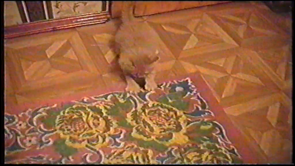 Хроника 2004(4)(Стёпка и мышь,Ромка-вампир,Стёпка в туалете)