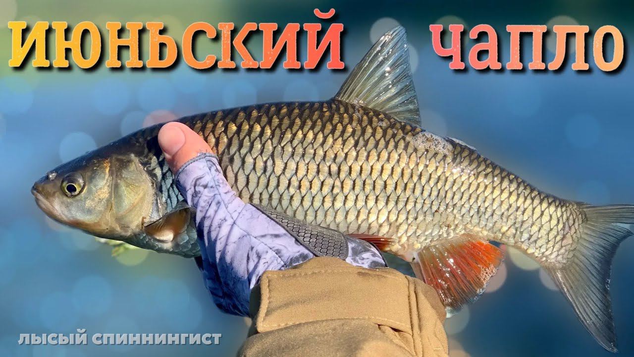 Первые летние «СЛИТКИ» | Ловля ГОЛАВЛЯ на спиннинг |