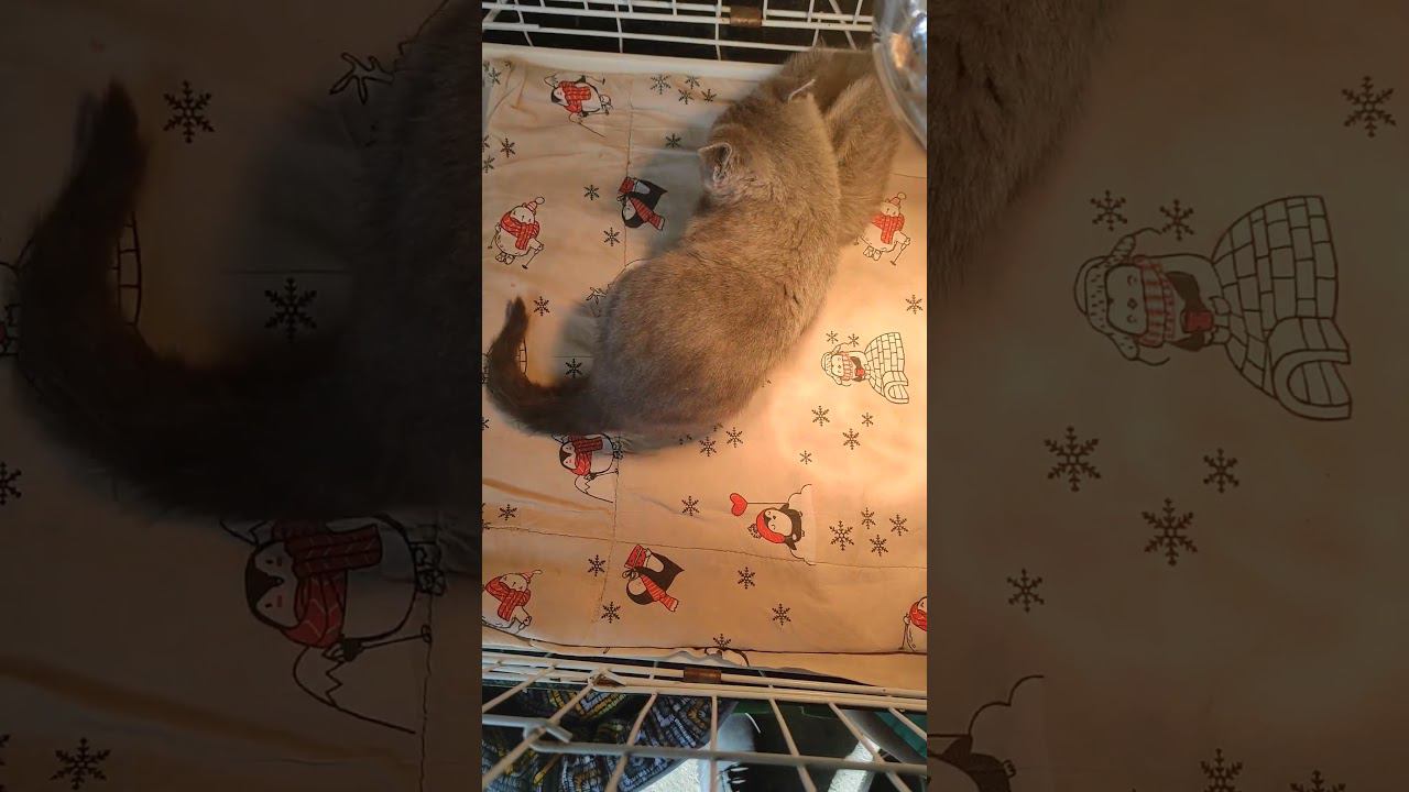 Котята играют. Очень смешные и веселые животные