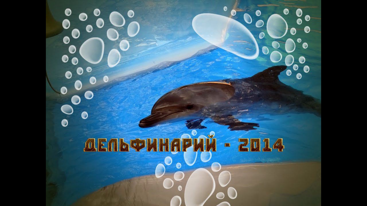 Дельфинарий - 2014 : Презентация Фото