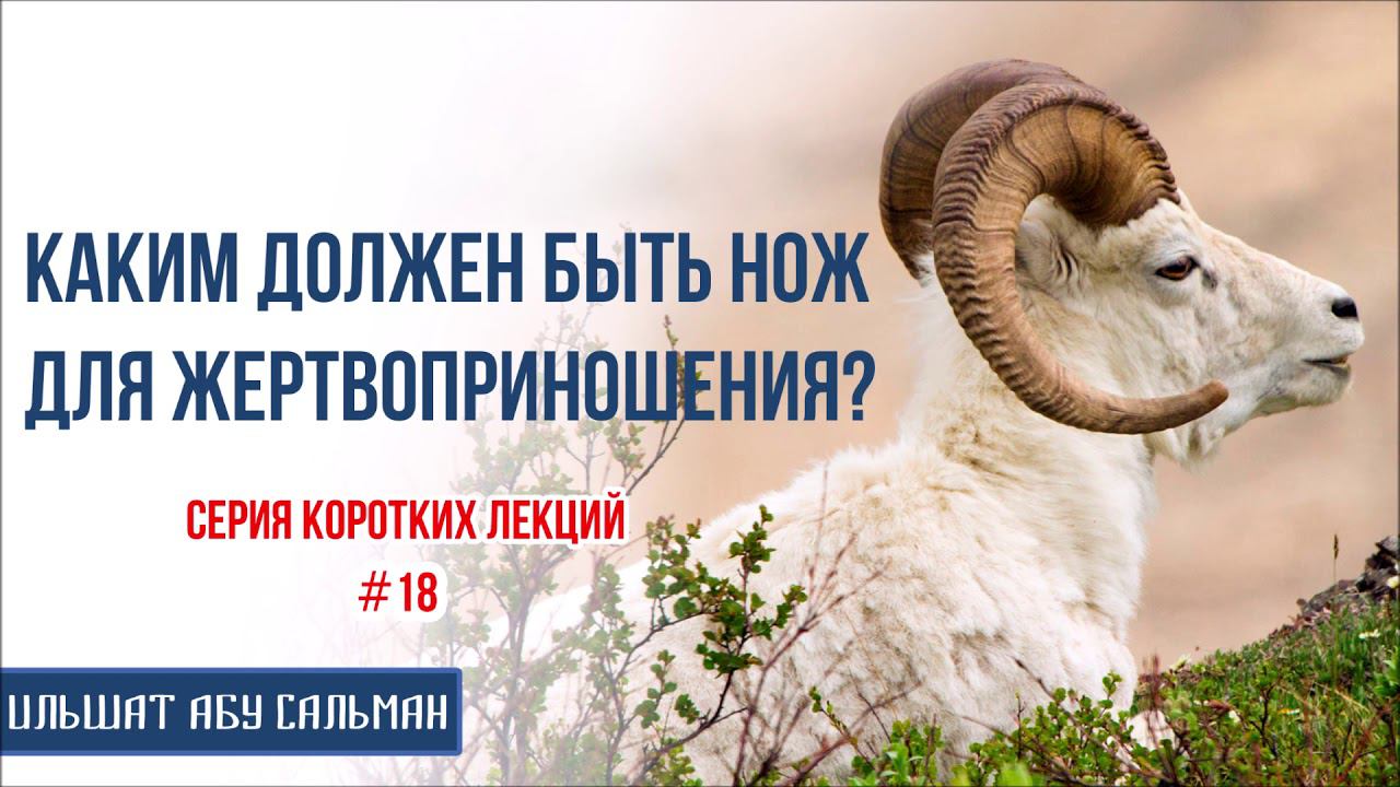 Ильшат Абу Сальман. Каким должен быть нож для жертвоприношения? Серия лекций Курбан-Байрам
