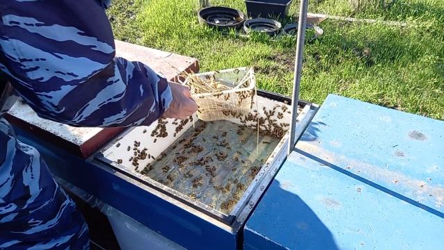 Вывод маток