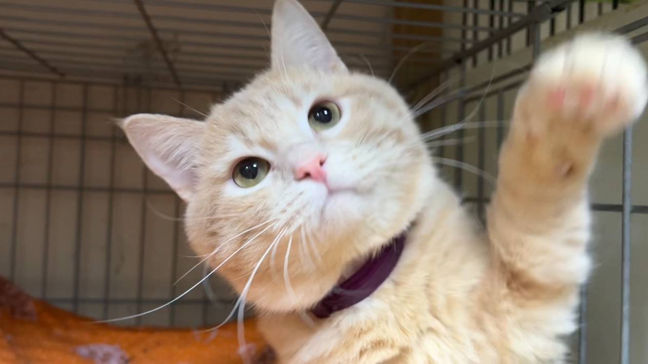 Персиковый Джем