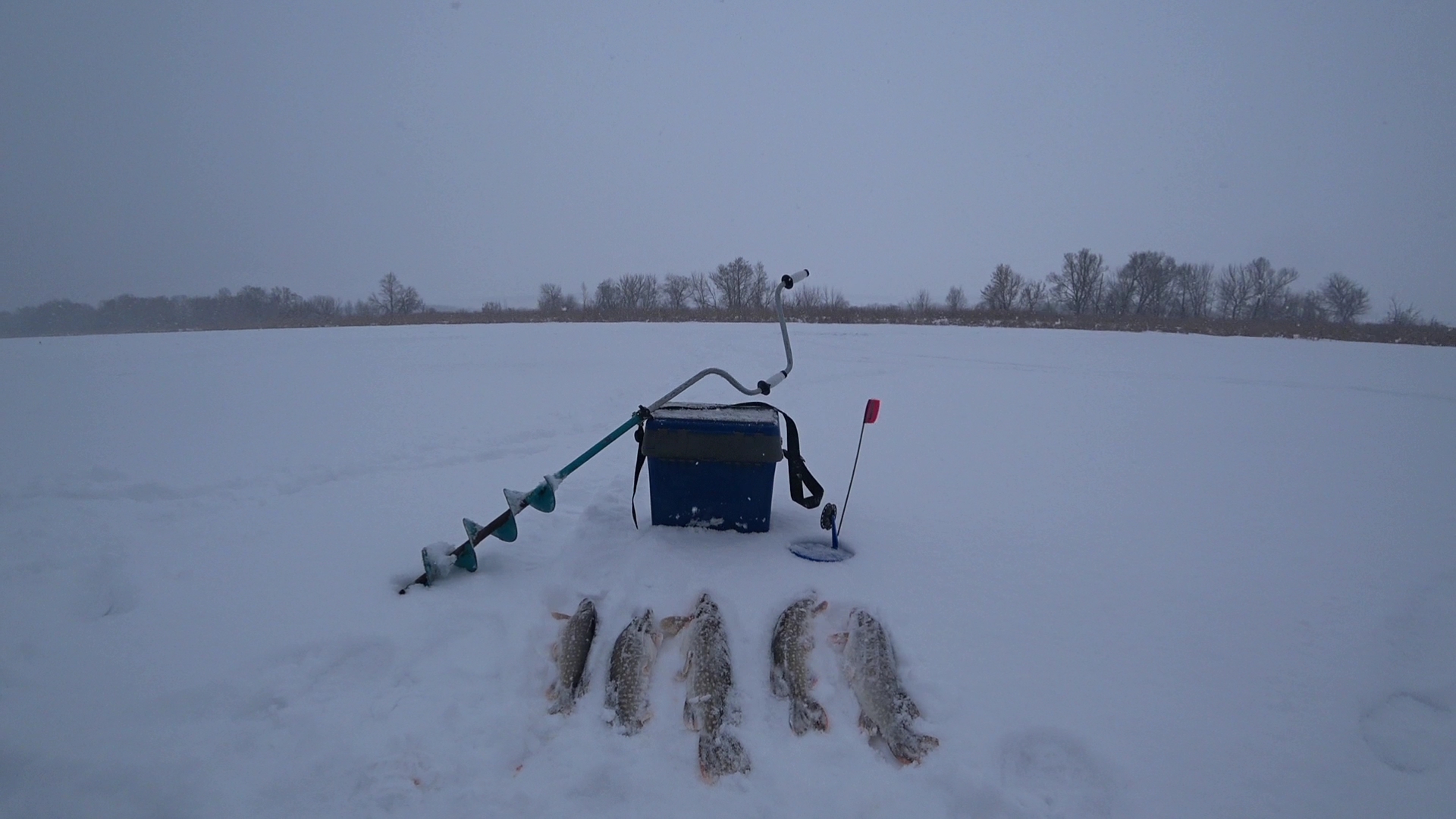 ЖЕРЛИЦЫ в Новый год. РАЗДАЧА ЩУКИ первого января. (02.01.2022)