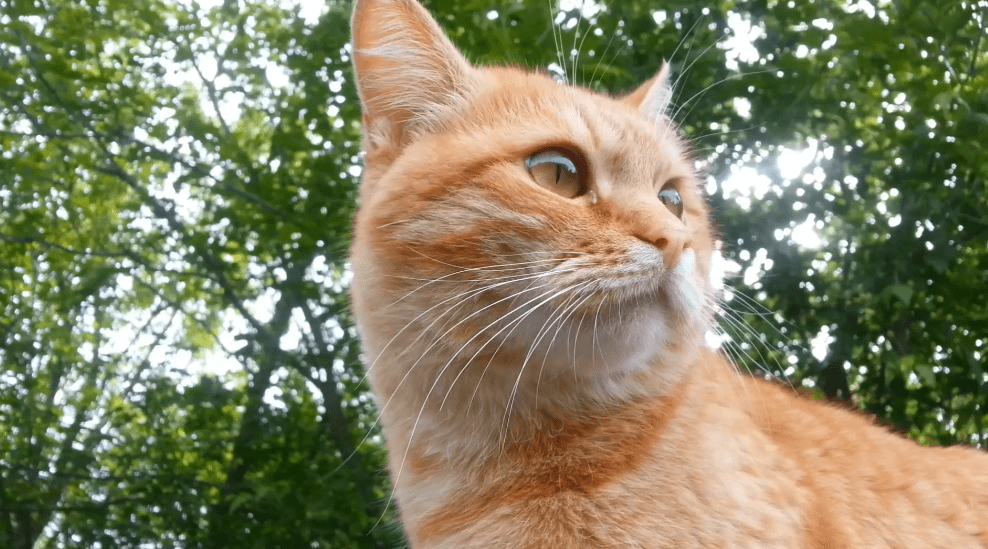 "Кошачья сказка"