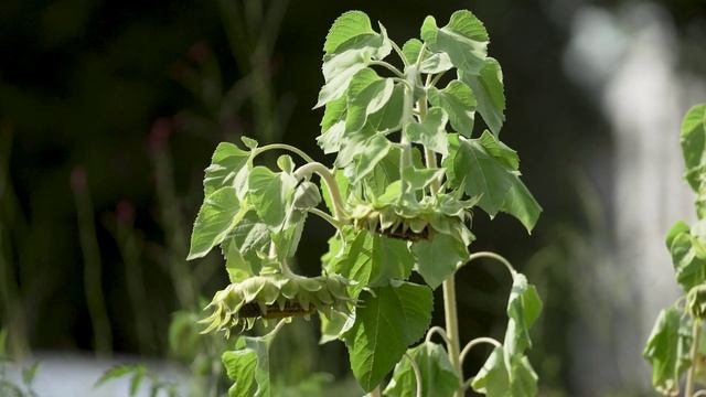 Лучшее средство от депрессии - подсолнух!