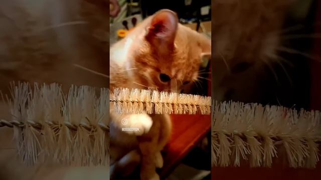 Кошки-любопытные существа!