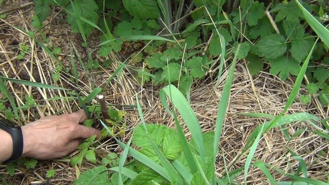 ДОСКИ НА ДРОВА ПОЙДУТ В ДЕЛО
