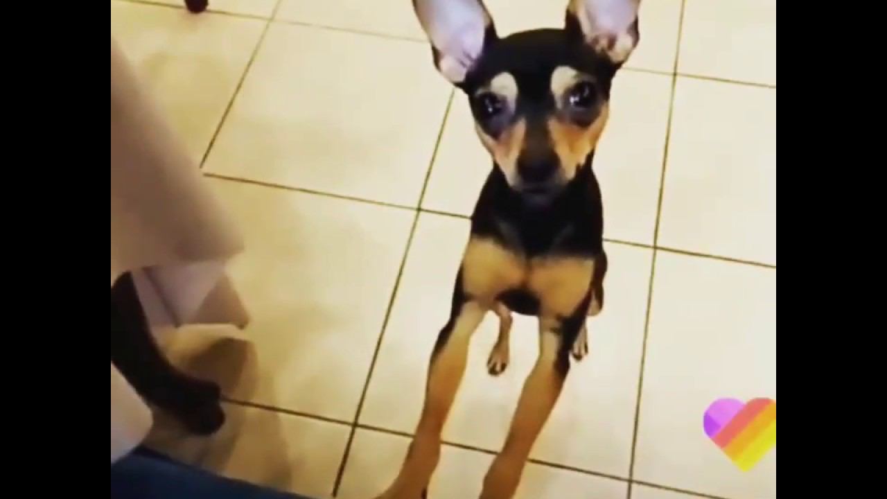 Зверье моё #милашкарита