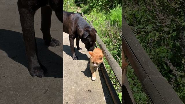 Помощь друга #всочиумаши